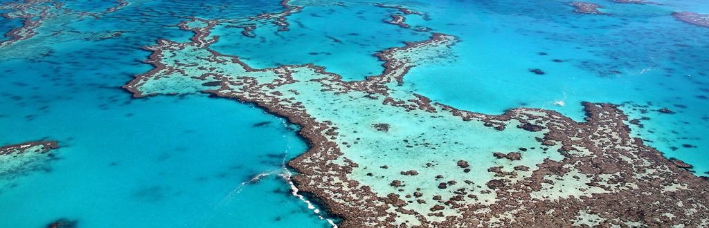 New Reef Aid Banner 3 - Greening Australia - Greening Australia