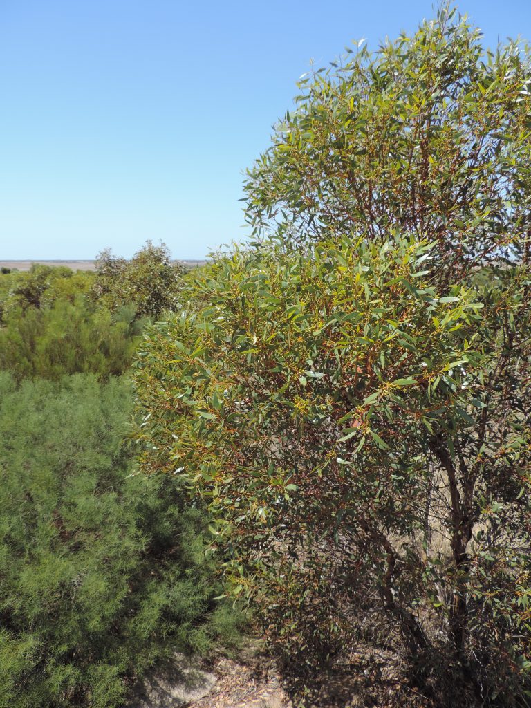 Mallee Planting at Langhorne Creek - Greening Australia - Greening ...