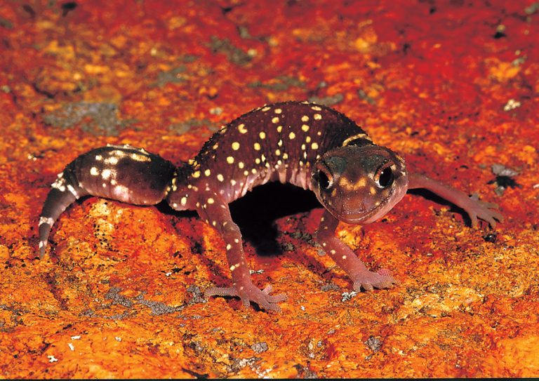 PROJECT-BANNER_Gondwana-Link-1 - Greening Australia - Greening Australia