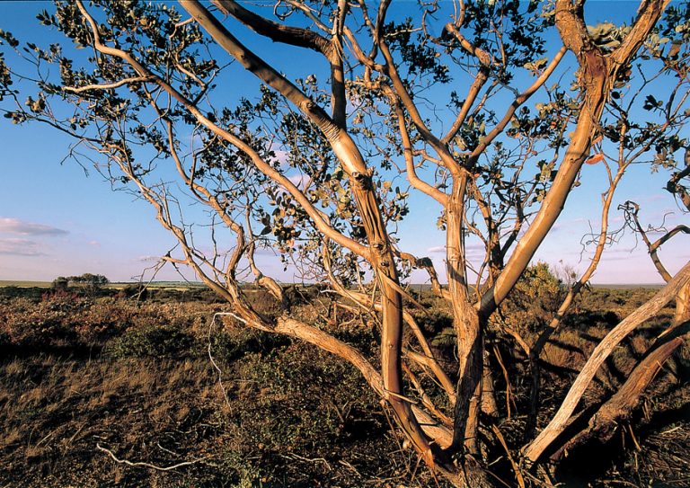 PROJECT-BANNER_Gondwana-Link-3 - Greening Australia - Greening Australia