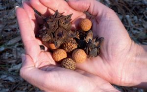 Native Seed Services - Greening Australia - Greening Australia