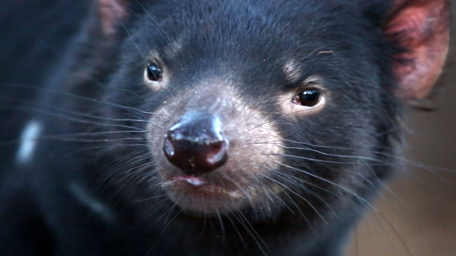 Put yourself ‘on the edge’ for the Tassie devil - Greening Australia ...