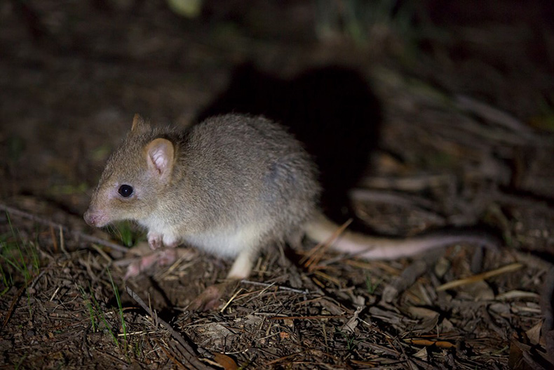 The Greater Goorooyarroo Project - Greening Australia - Greening Australia