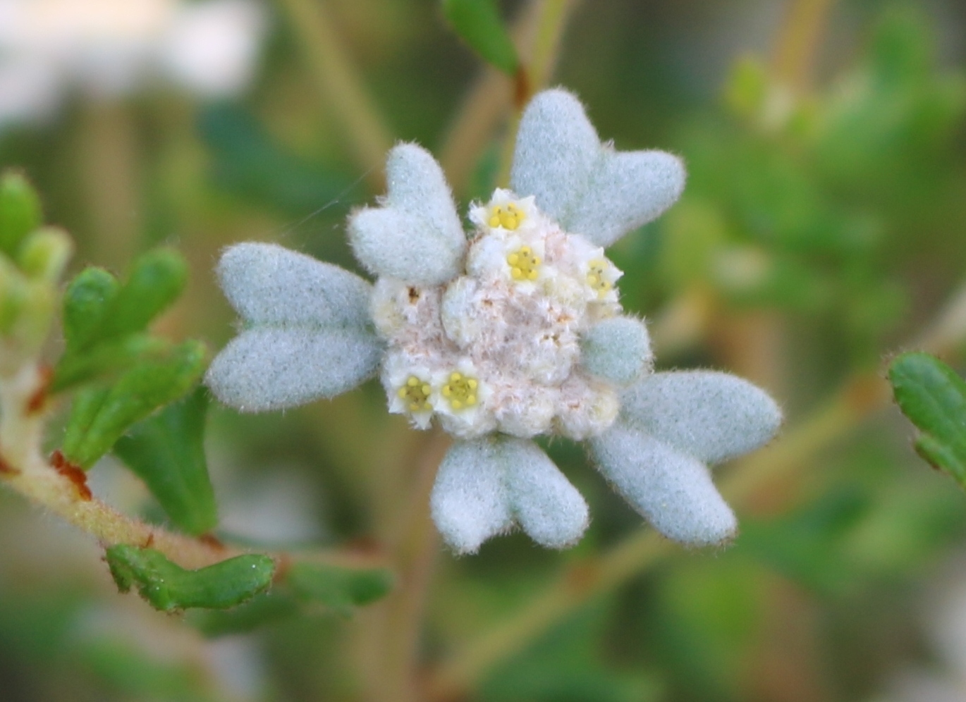 A long journey back to the desert for the Forked Spyridium (Little Desert) - Greening Australia ...