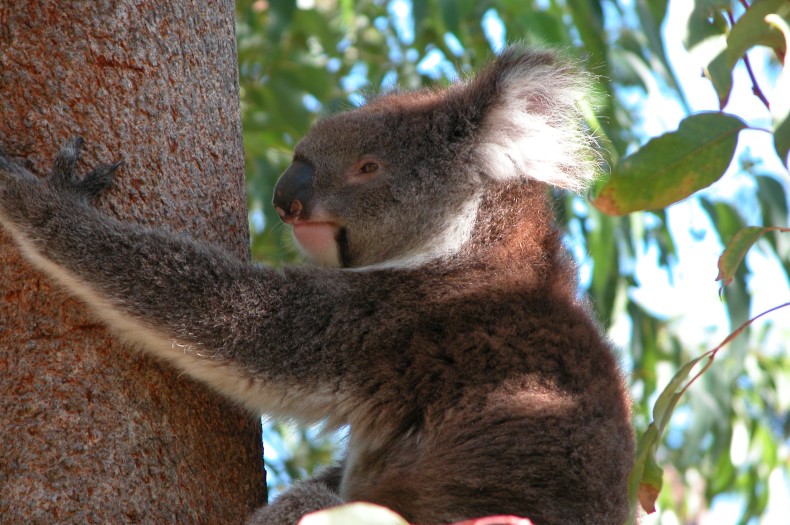5 practical ways to help koalas - Greening Australia - Greening Australia