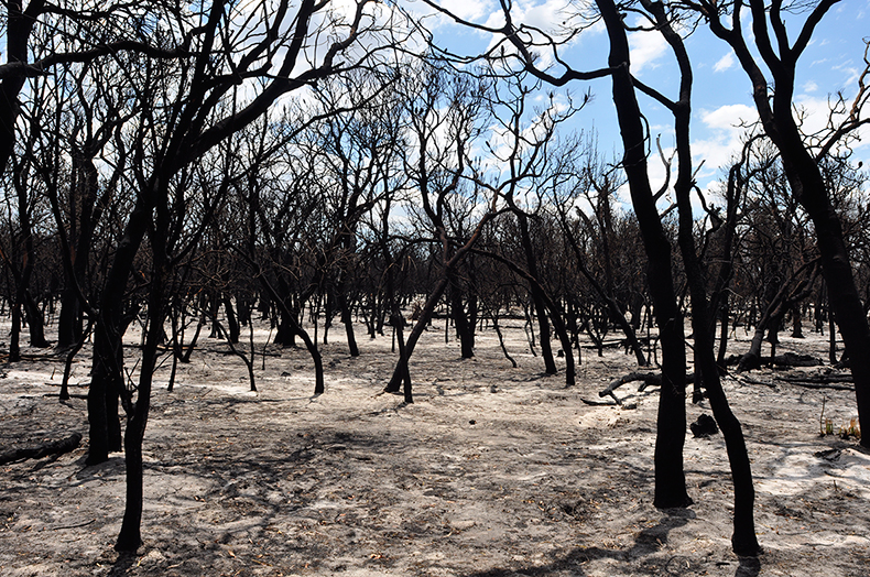 Recovery in Yarloop after intense summer bushfires - Greening Australia ...