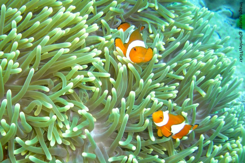 Restoring Great Barrier Reef wetlands to protect biodiversity ...