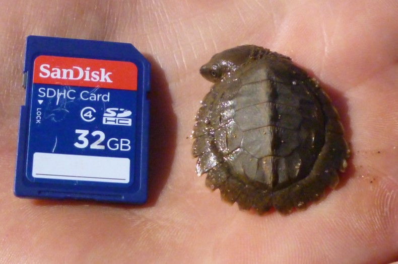 Protecting the Fitzroy River turtle - Greening Australia - Greening ...