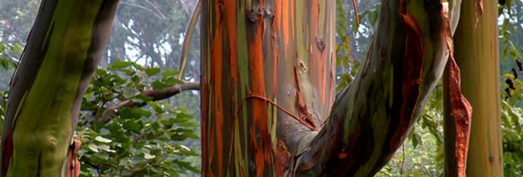 beautiful-trunk-markings-on-tree - Greening Australia - Greening Australia