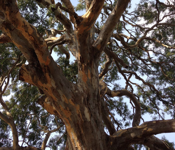 eucalypt - Greening Australia - Greening Australia