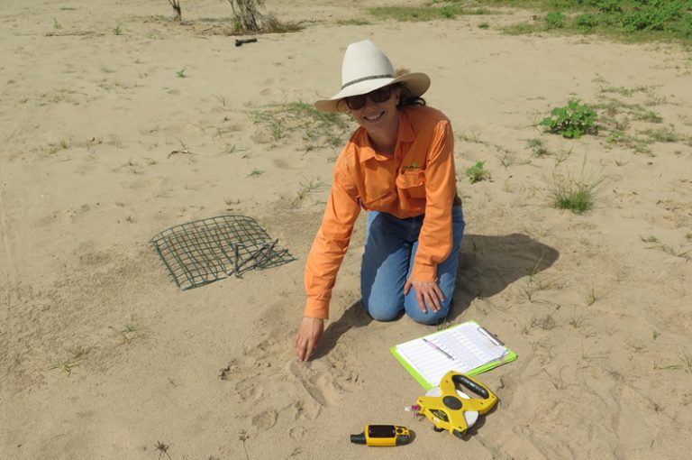 Nest protection breathing new life into Fitzroy River Turtle population ...