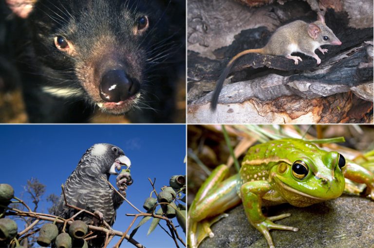 Fifteen flagship threatened animals to receive a helping hand through ...