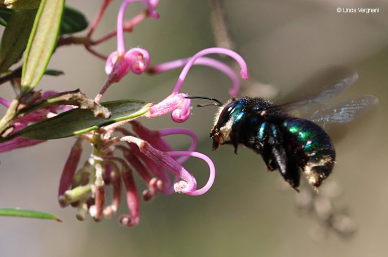 Protecting our winged pollinators - Greening Australia - Greening Australia