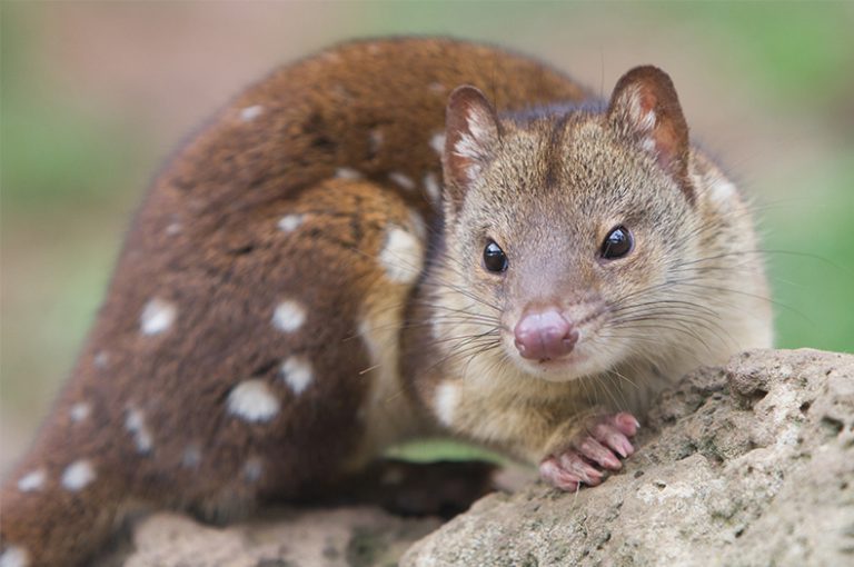 Returning quolls to country at Budj Bim - Greening Australia - Greening ...
