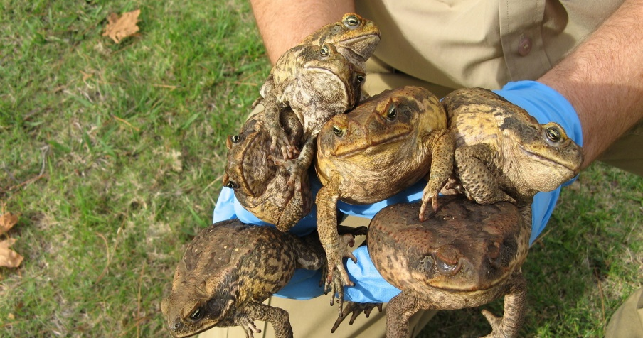 toads - Greening Australia - Greening Australia