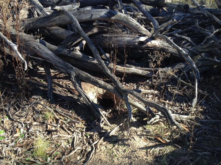 Build it and they will come: Habitat log re-introductions at the Bank ...