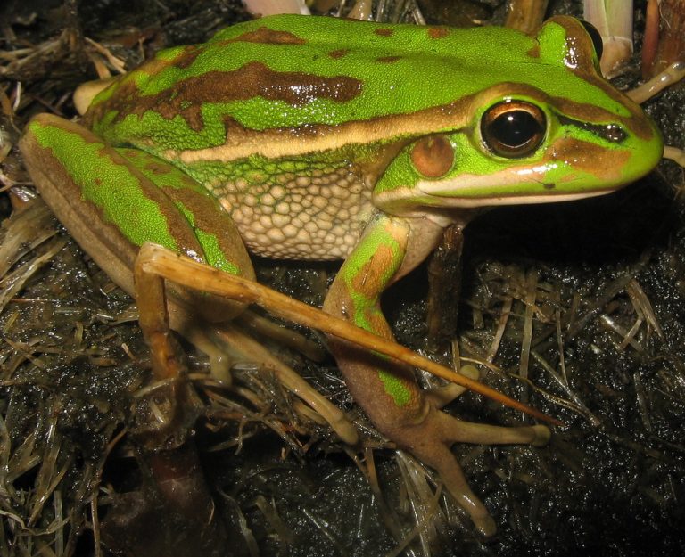 Tasmania Island Ark: meet the wildlife - Greening Australia - Greening ...