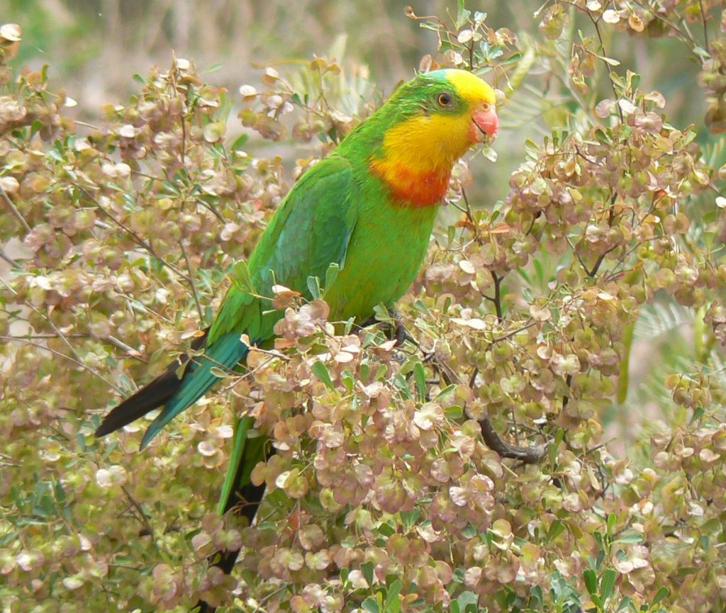 Superb Parrot Feeding Hop Bush Dodonaea Sandra Henderson - Greening ...
