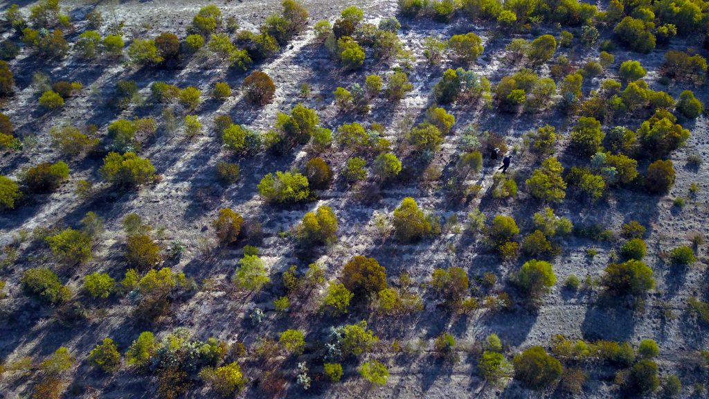 Greening Australia and Woodside partner for native biodiverse tree ...