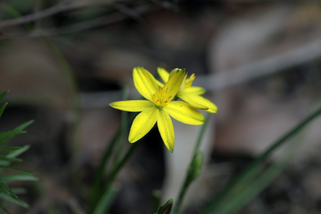 Native Leek Lily - Bulbine bulbosa copyright David Lochlin - Greening ...