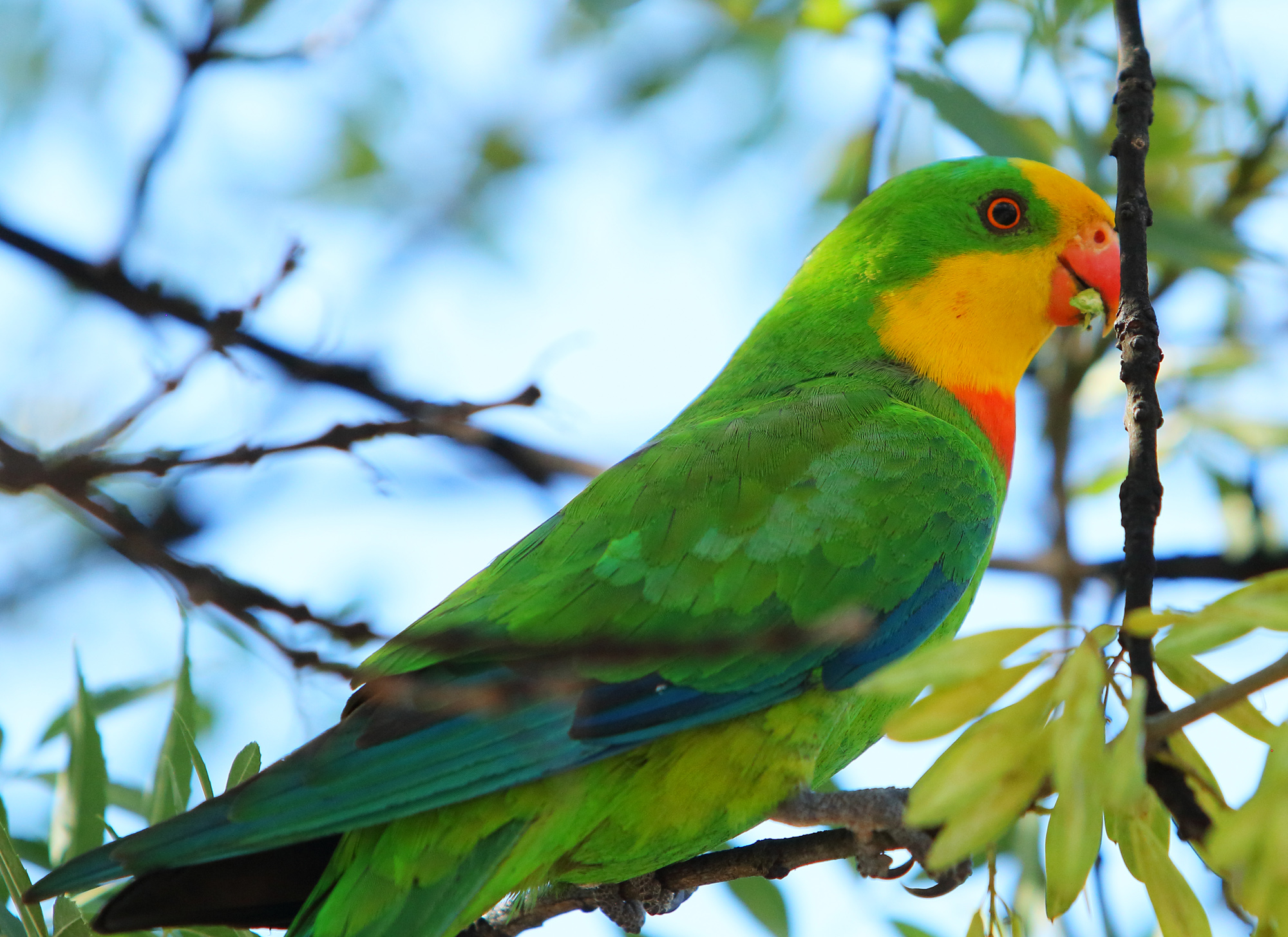 Superb parrot 2_cc Nathanael Coyne Flikr - Greening Australia ...