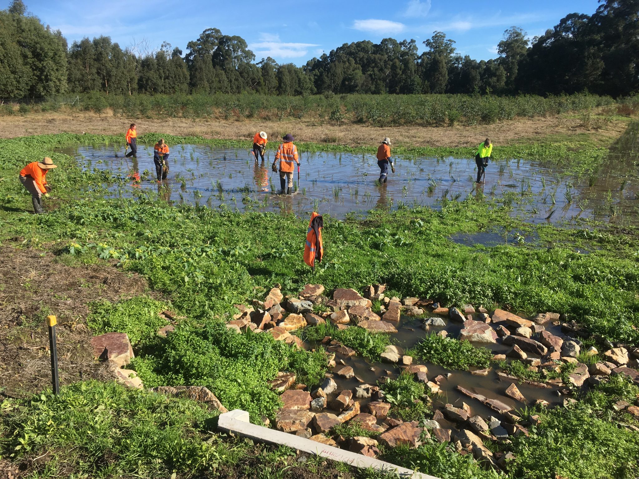 Habitat for all seasons - a new ephemeral wetland at Haining Farm ...