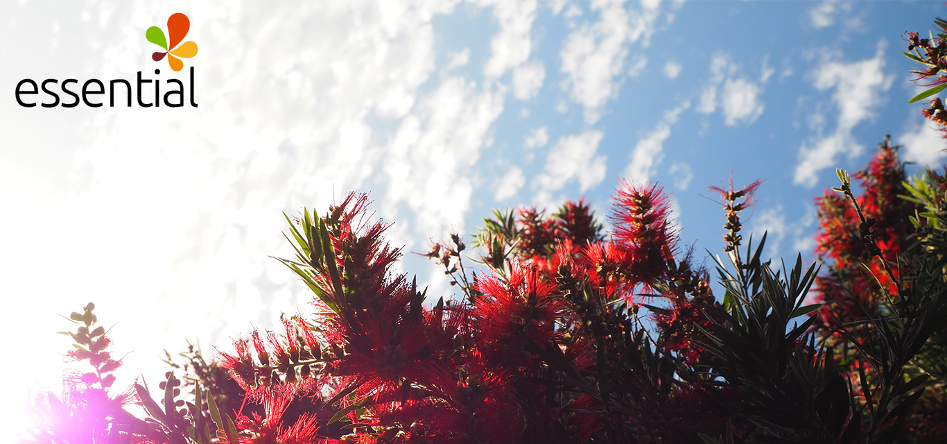 Essential flavours banner - Greening Australia - Greening Australia