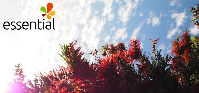 Essential flavours banner - Greening Australia - Greening Australia