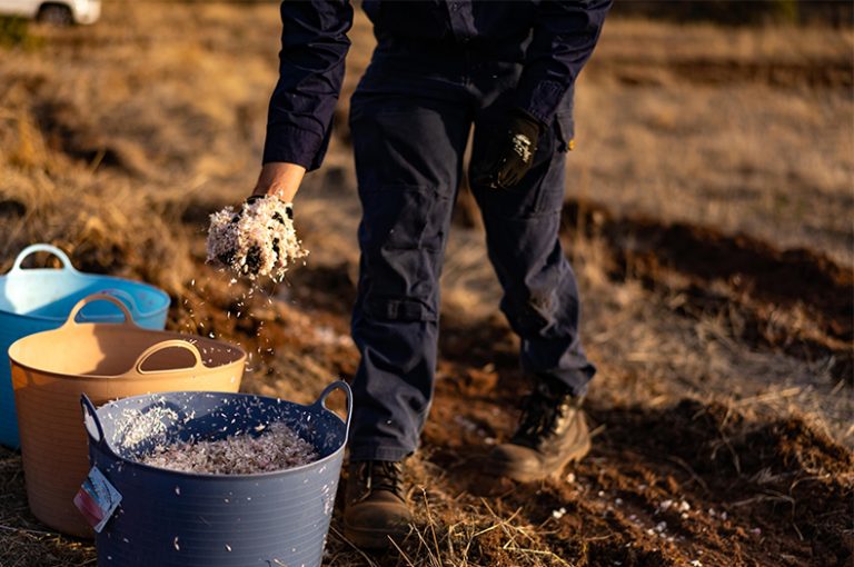 National Native Seed strategy - Greening Australia - Greening Australia