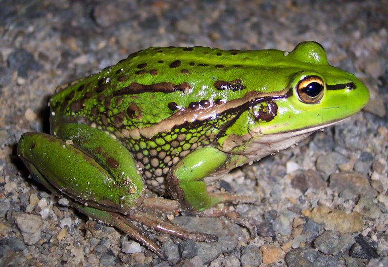 It isn't easy being green (and golden bell frog) - Greening Australia ...