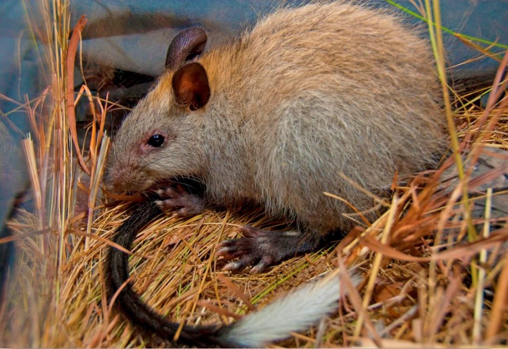 Five Years and 20 Million Trees - Greening Australia - Greening Australia