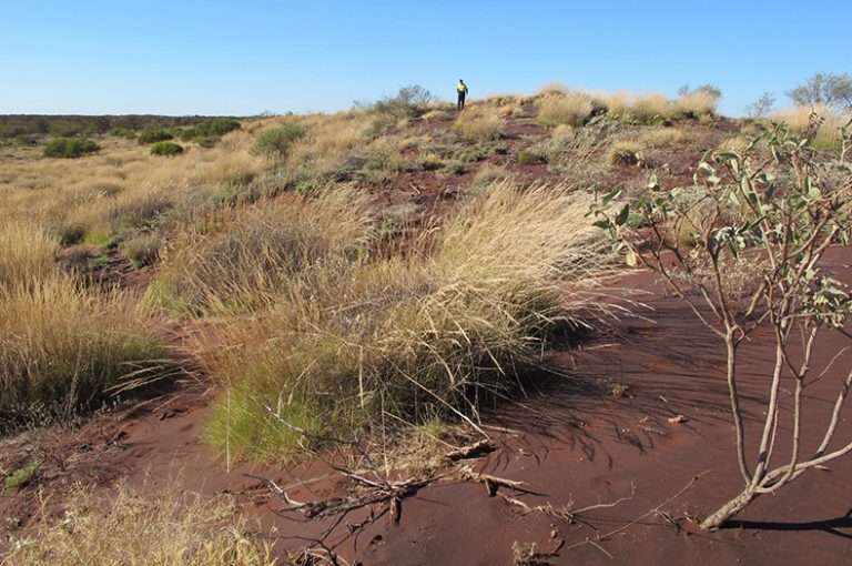 Pilot project to protect rare Pilbara vegetation - Greening Australia ...