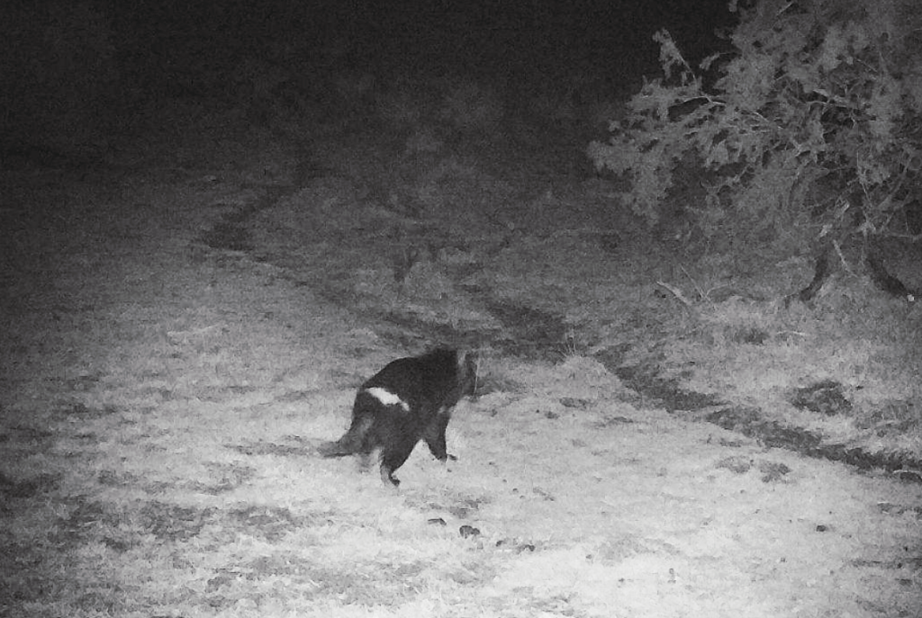 Tas Devil on camera - Greening Australia - Greening Australia