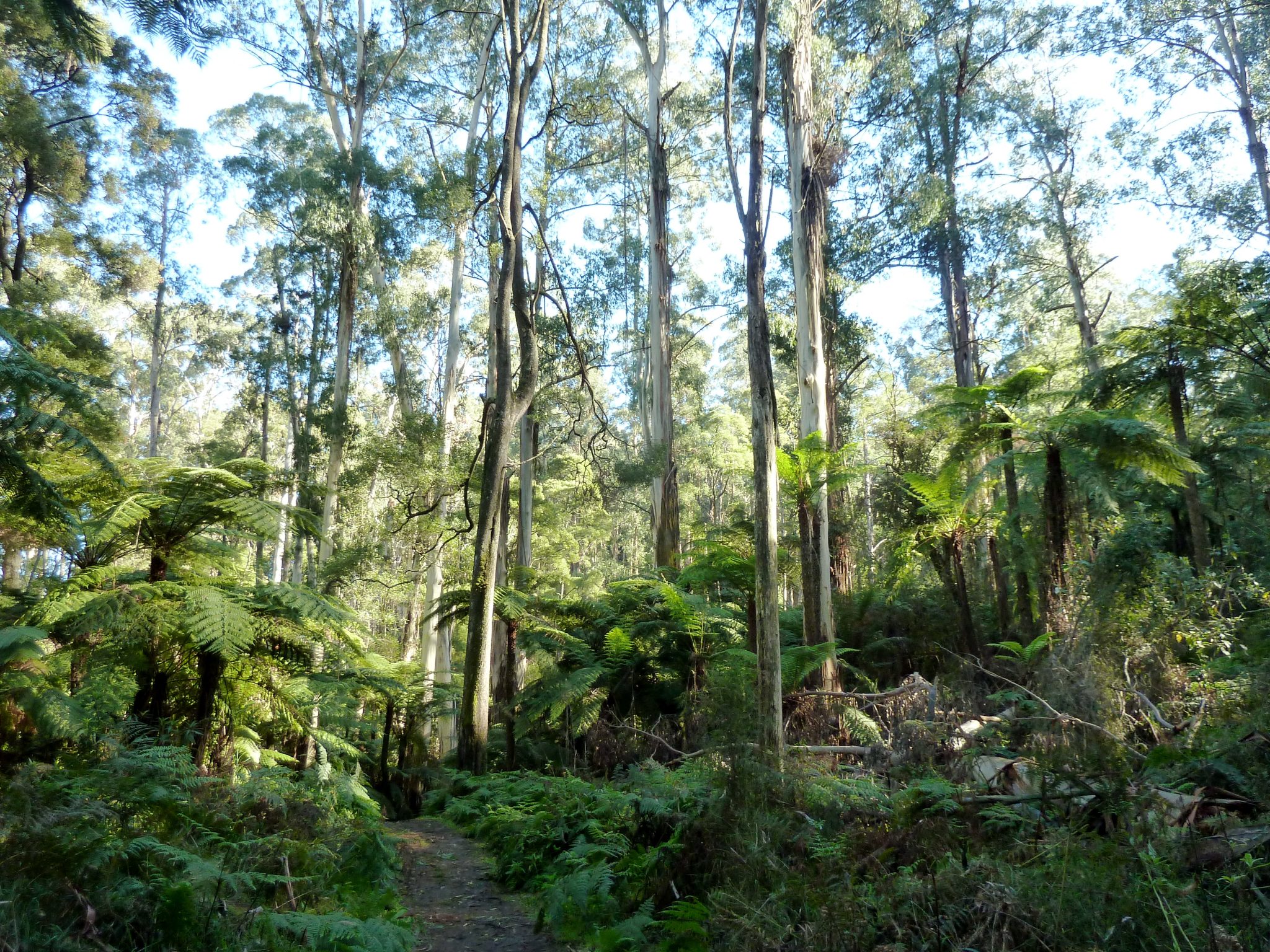 It’s time to start helping nature adapt for bushfire resilience ...