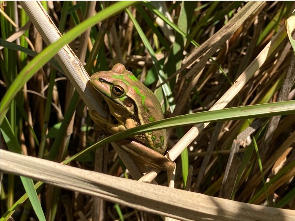 The call of the Bell Frog - Greening Australia - Greening Australia