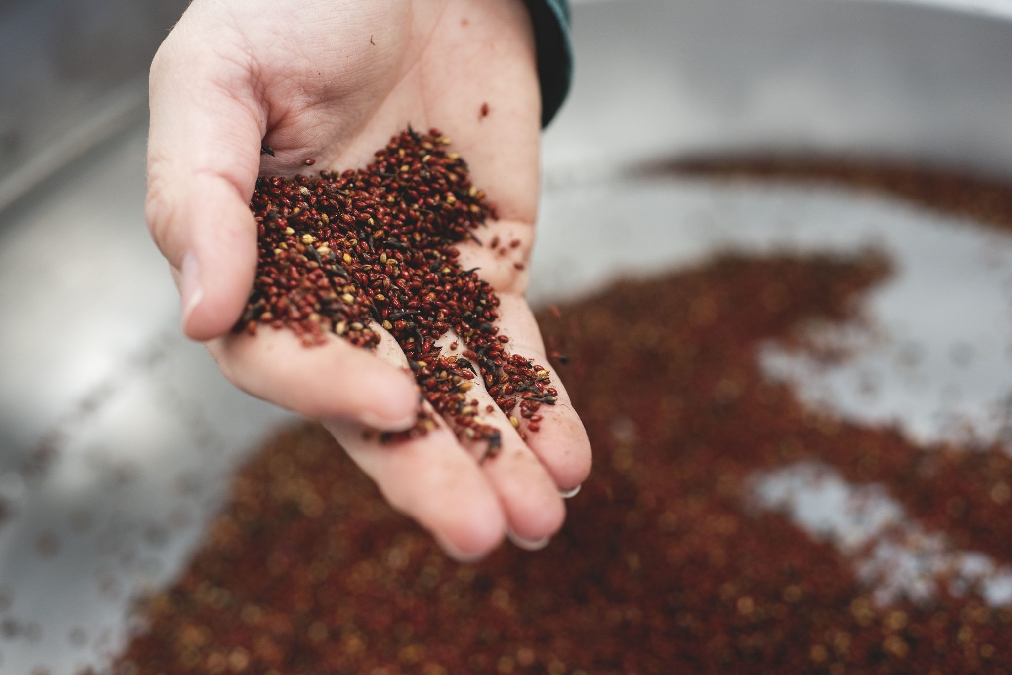 The launch of Australia's first native seed strategy - Greening ...