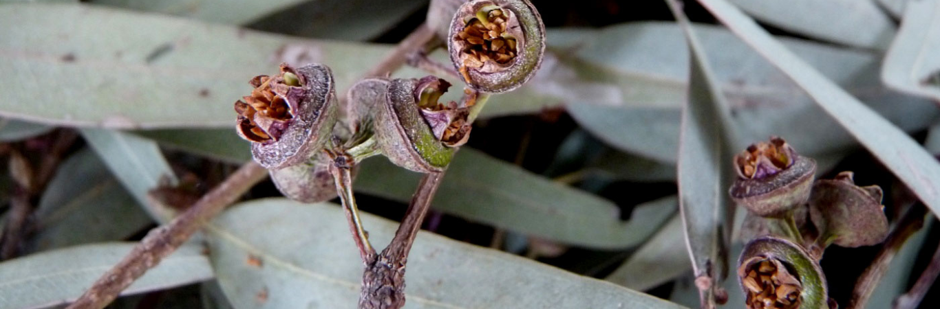 The launch of Australia's first native seed strategy - Greening ...