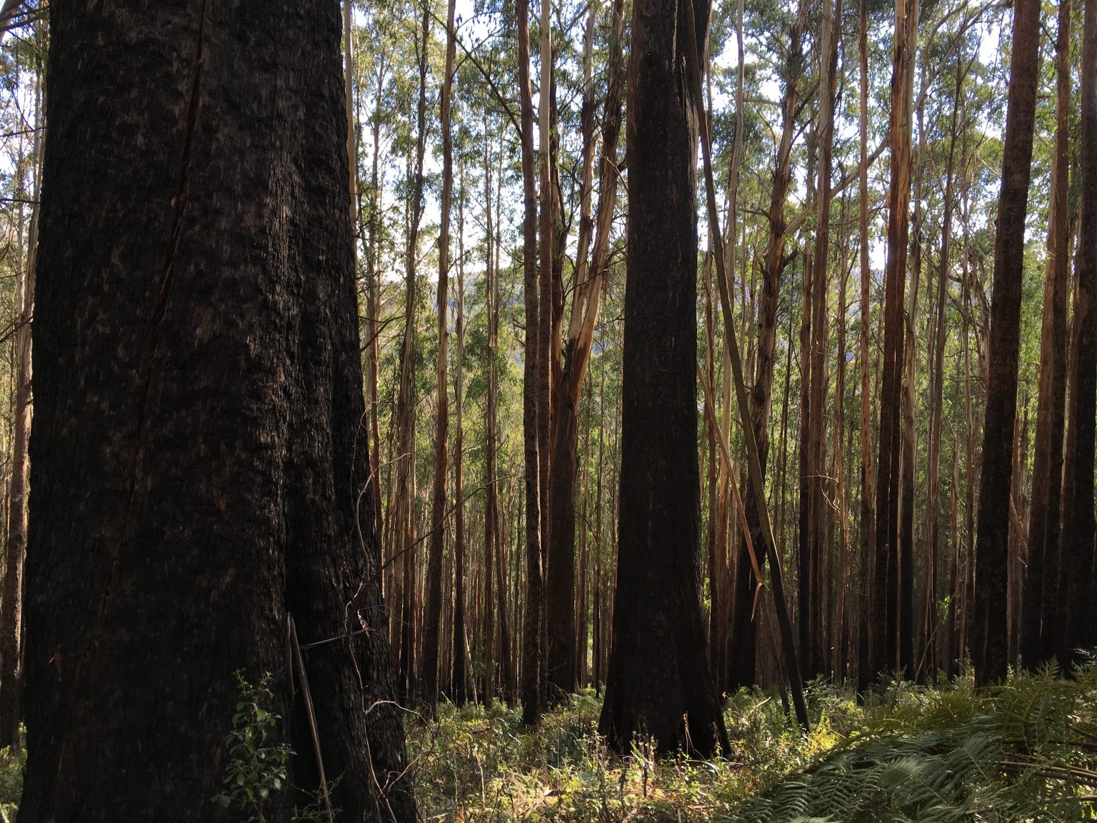 Finding ‘super seeds’ to help prevent widespread loss of Australia’s ...