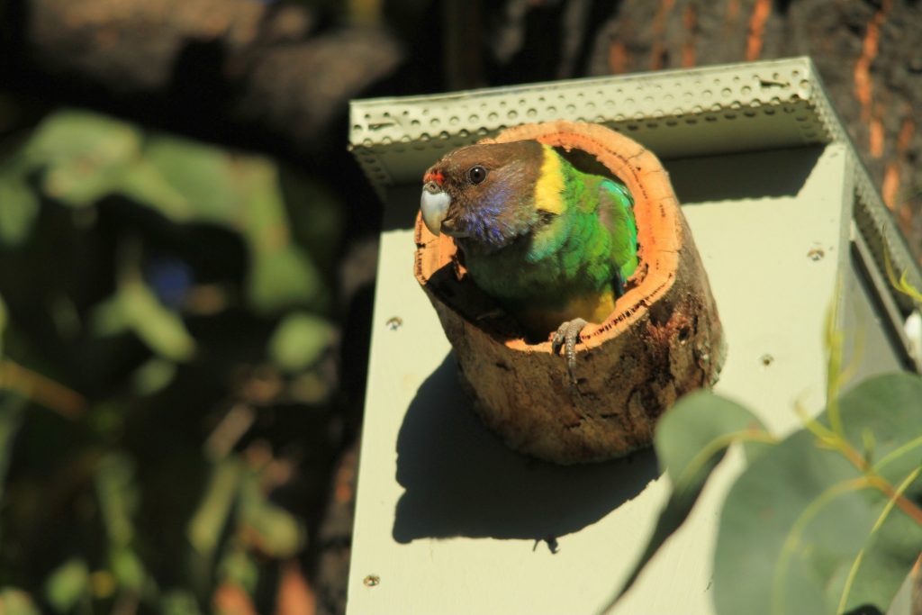 Bird Workshop - Greening Australia - Greening Australia