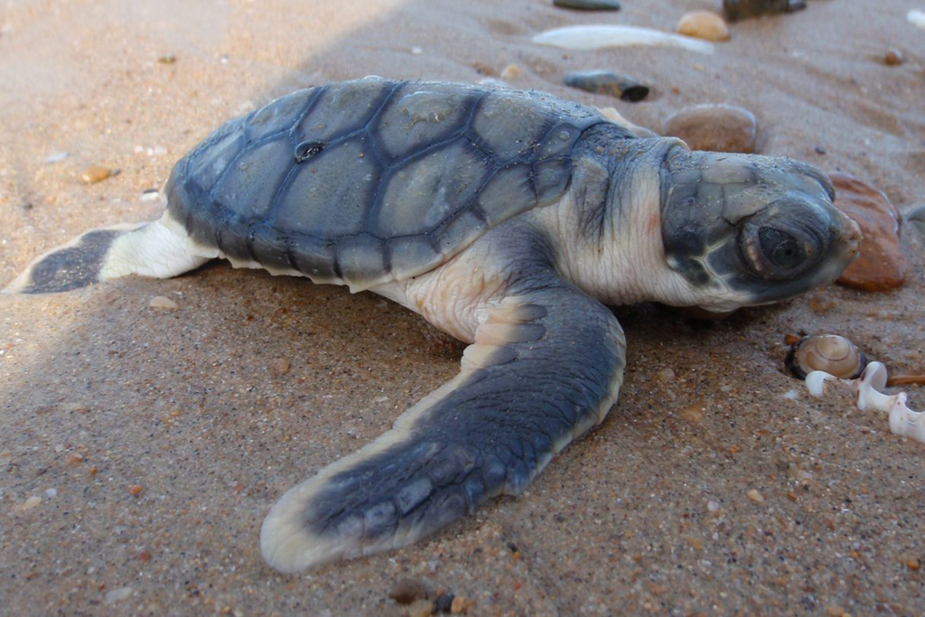 Turtle Species of the Great Barrier Reef - Greening Australia ...