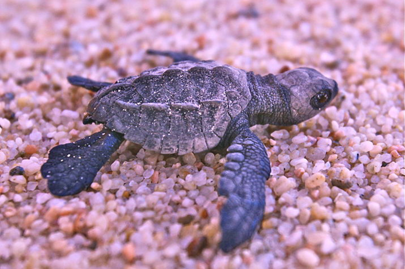 Turtle Species of the Great Barrier Reef - Greening Australia ...