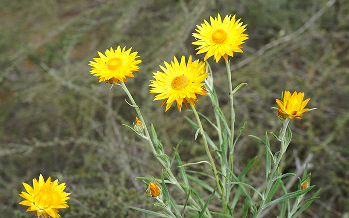 Caring for your everlasting daisies - Greening Australia - Greening ...