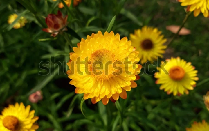 Extra Image Daisy Test - Greening Australia - Greening Australia