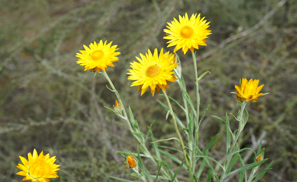 Golden Everlasting Seed Packet Page - Greening Australia - Greening ...
