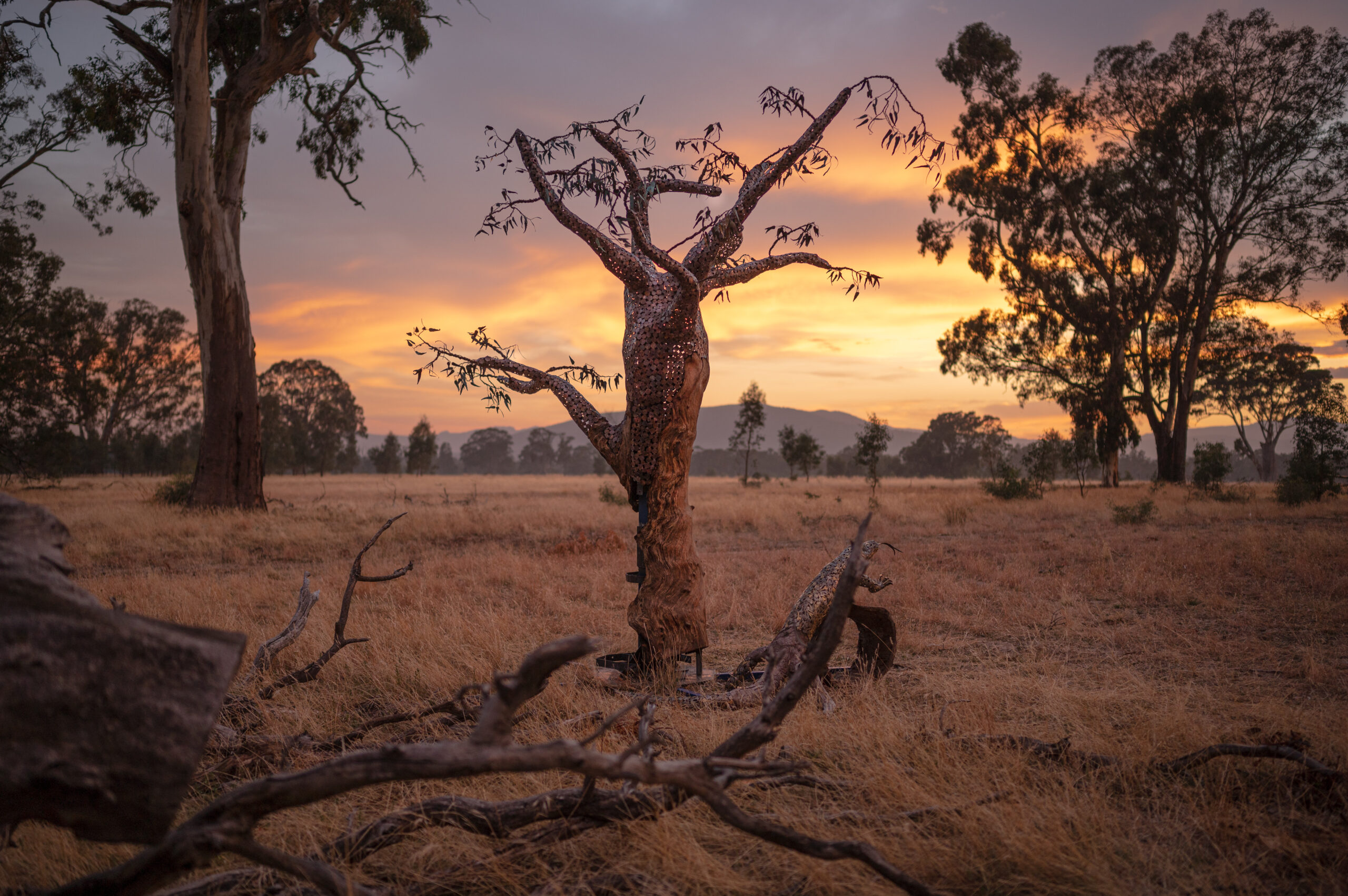 The Money Tree - Greening Australia - Greening Australia