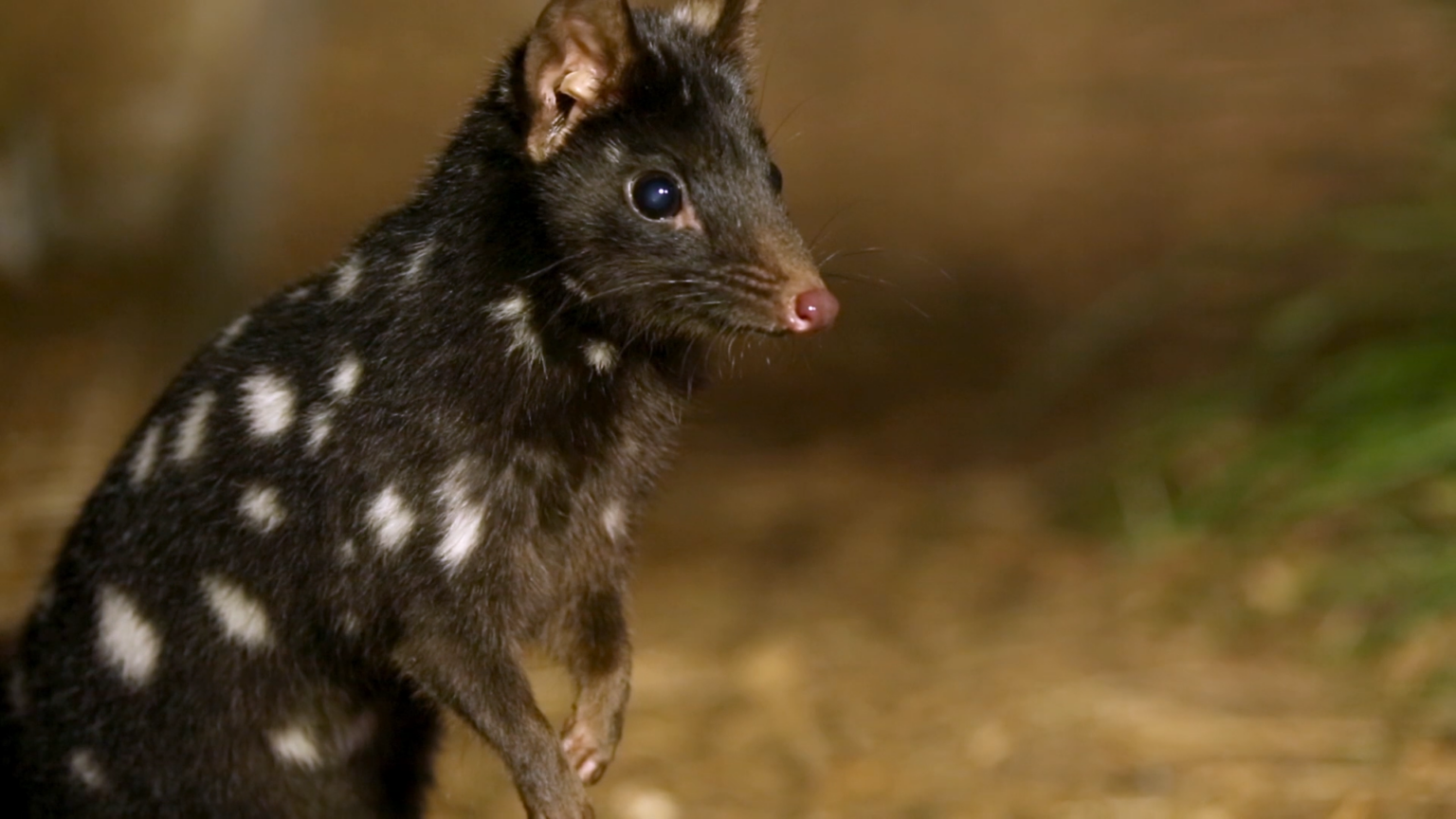 Results from 10 years of restoring Tasmania’s Midlands - Greening ...