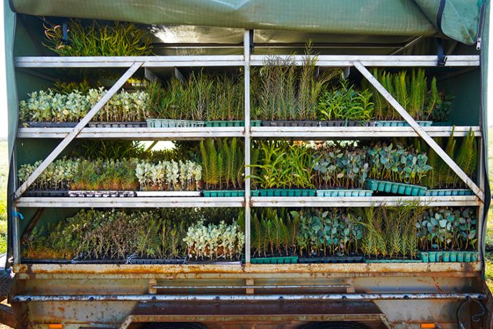 Seedlings native to WA ready for planting_Credit Jesse Collins article ...