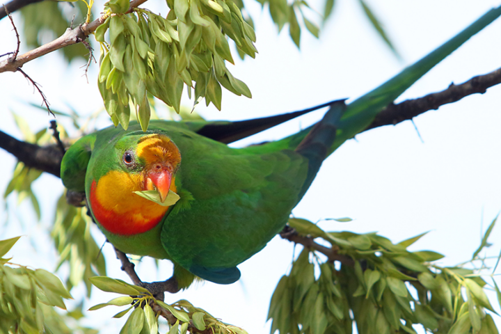 Superb Parrot_cc Nathanael Coyne Flikr (1) article 1 - Greening ...
