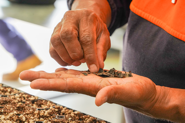 Partnering to restore native vegetation and create jobs in WA ...