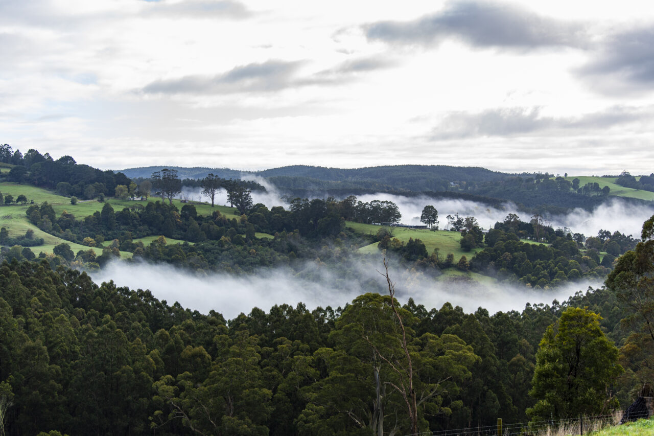 Nestlé is planting 10 million trees in Australia by 2025 - Greening ...